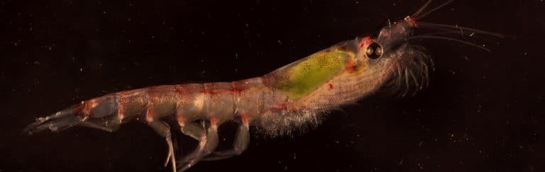 A view to a Krill - Discovering Antarctica